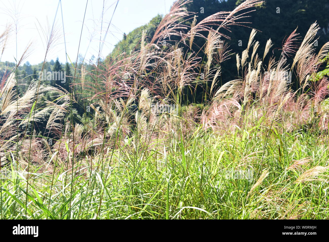 Reed hd hi-res stock photography and images - Alamy