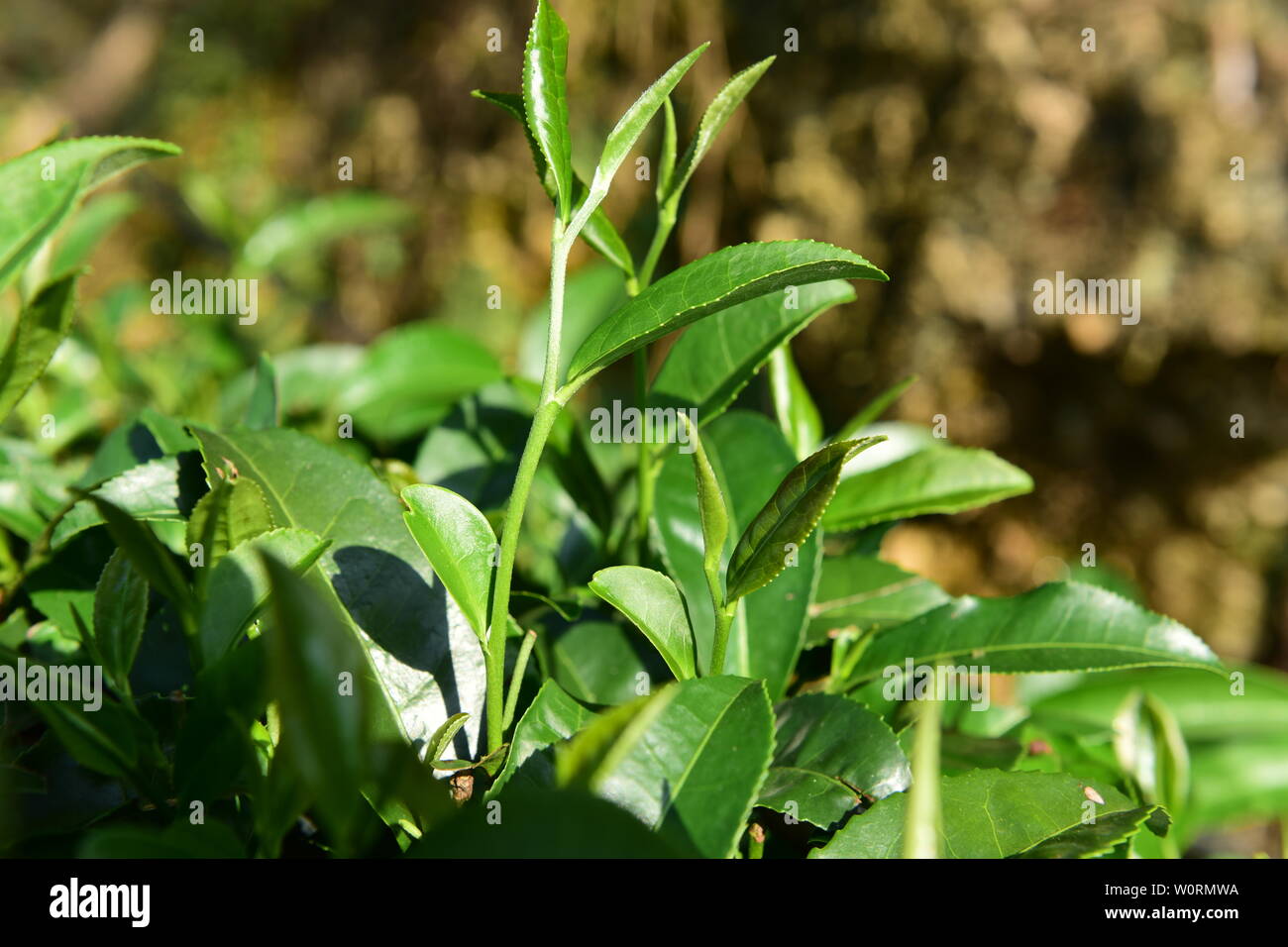 Tea Garden Tea Mountain Stock Photo - Alamy