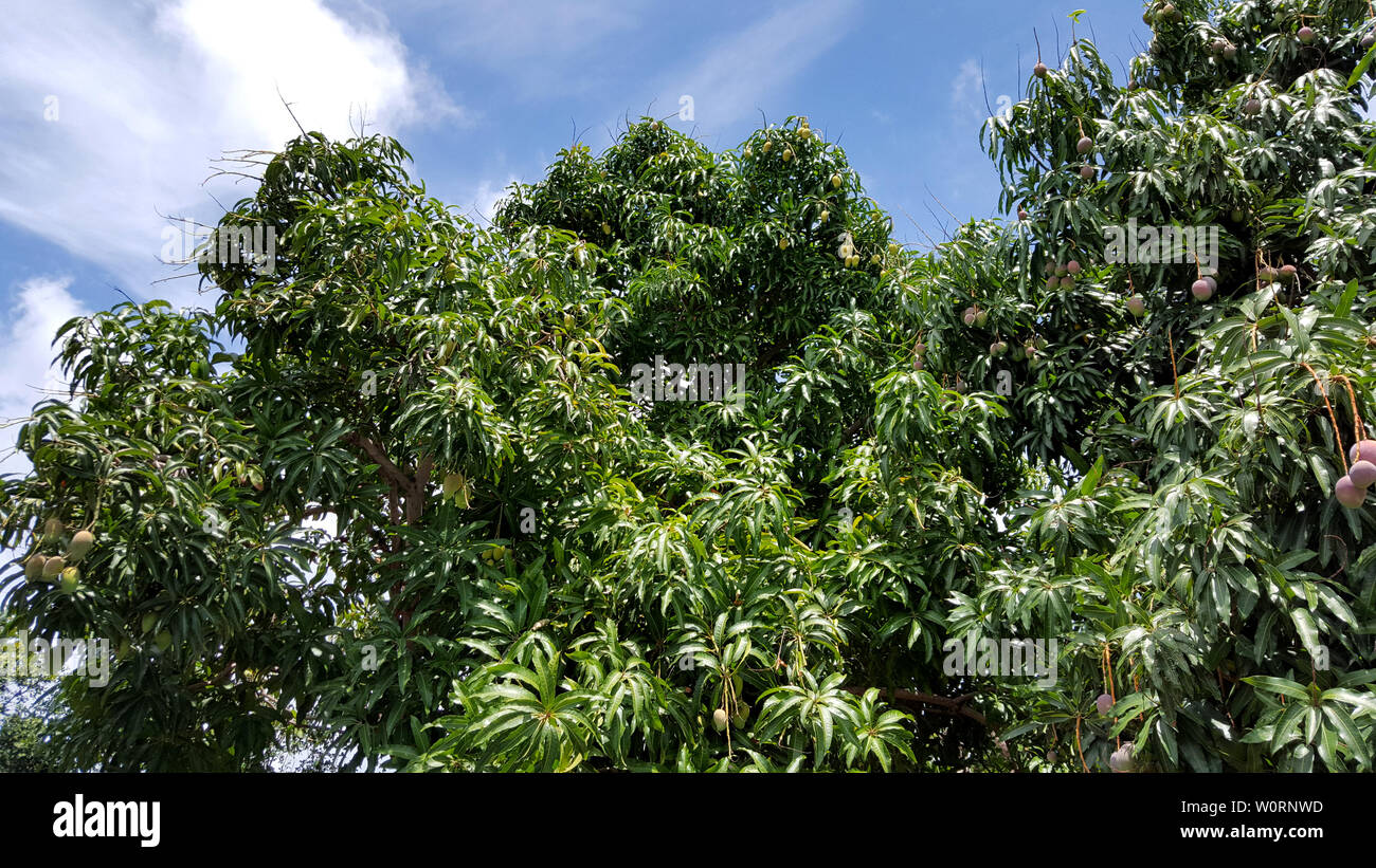 Mango oahu hi-res stock photography and images - Alamy