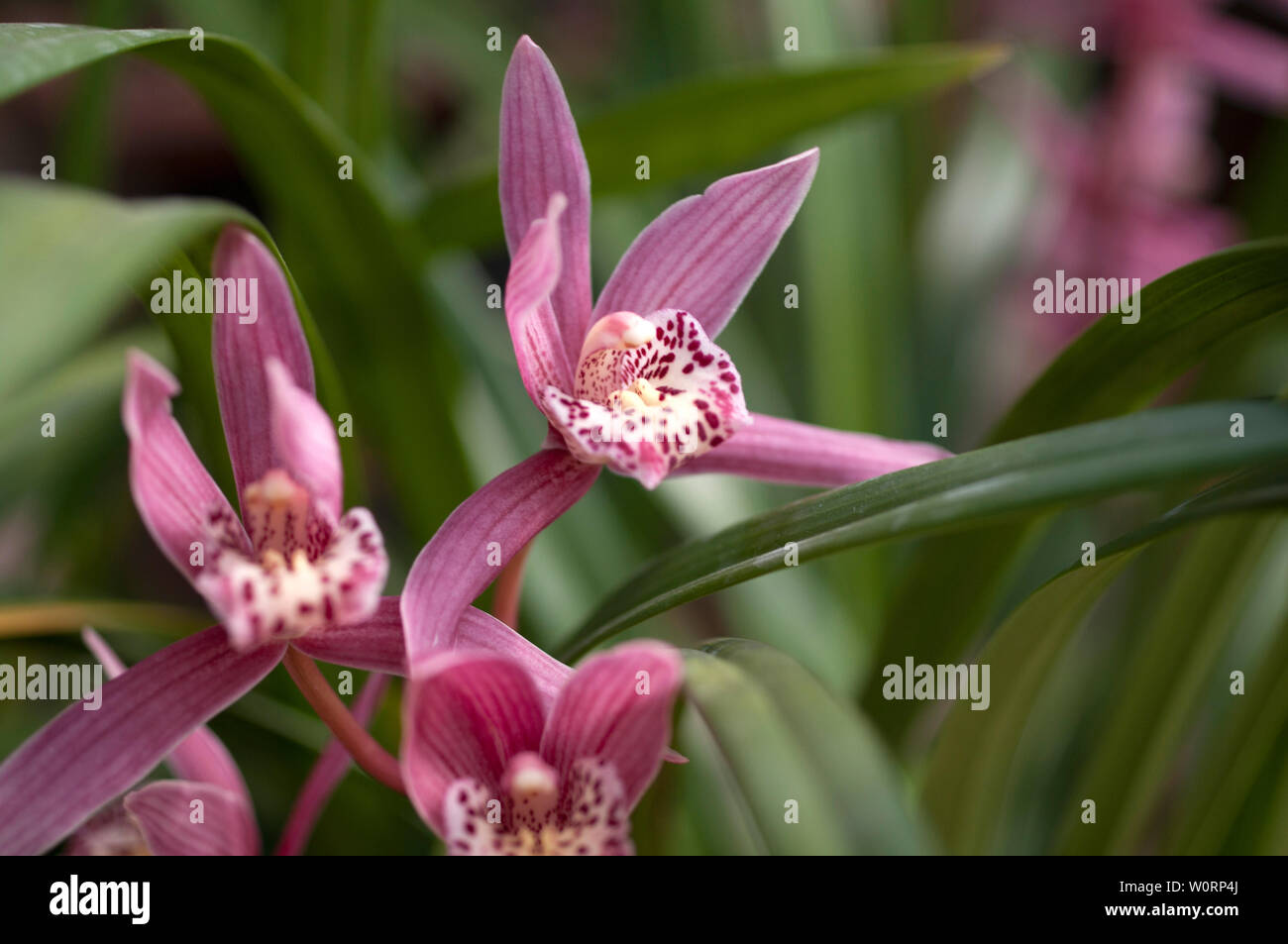 Exquisite orchid hi-res stock photography and images - Alamy