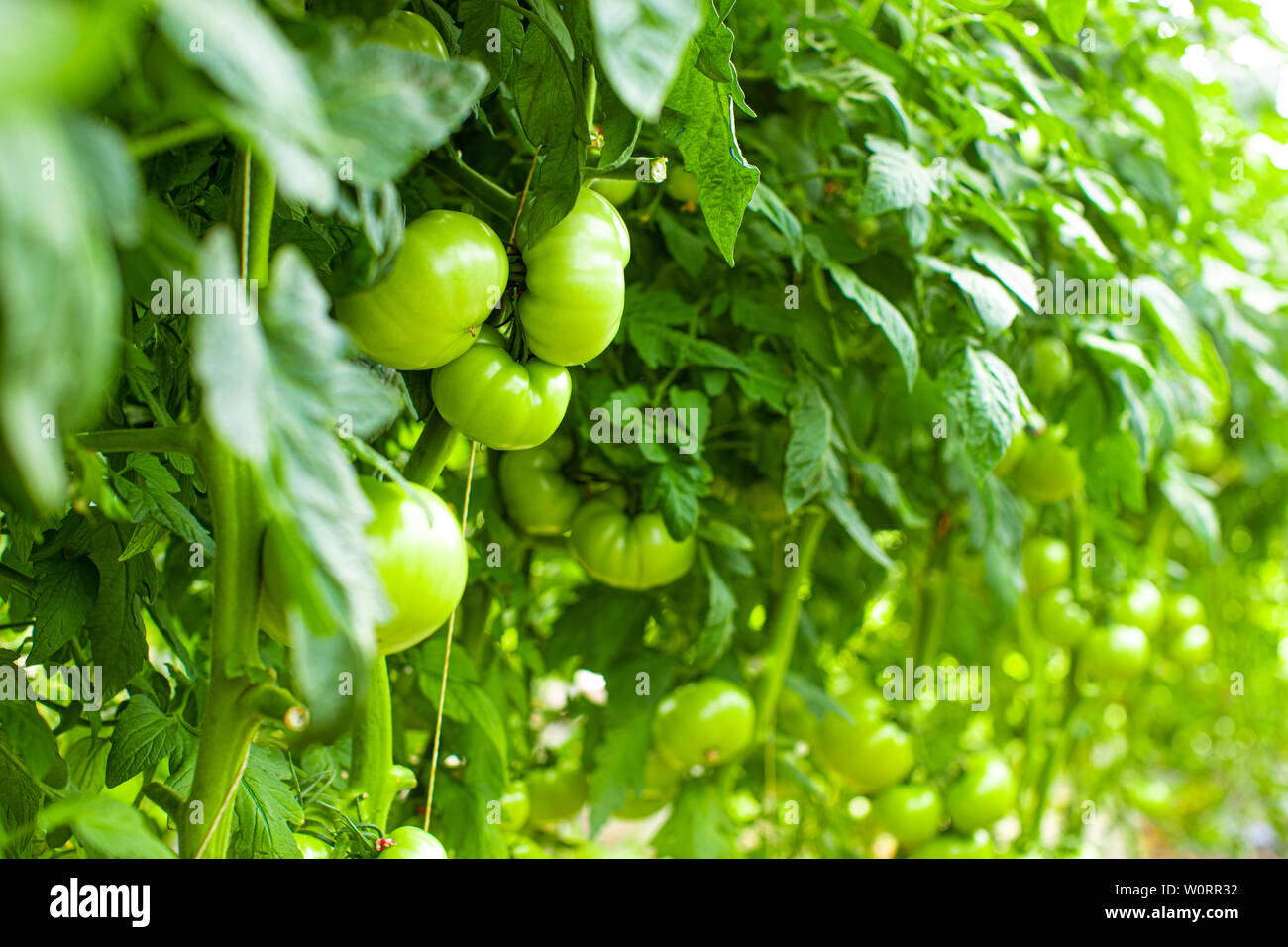 Rows of tomatoes hi-res stock photography and images - Alamy
