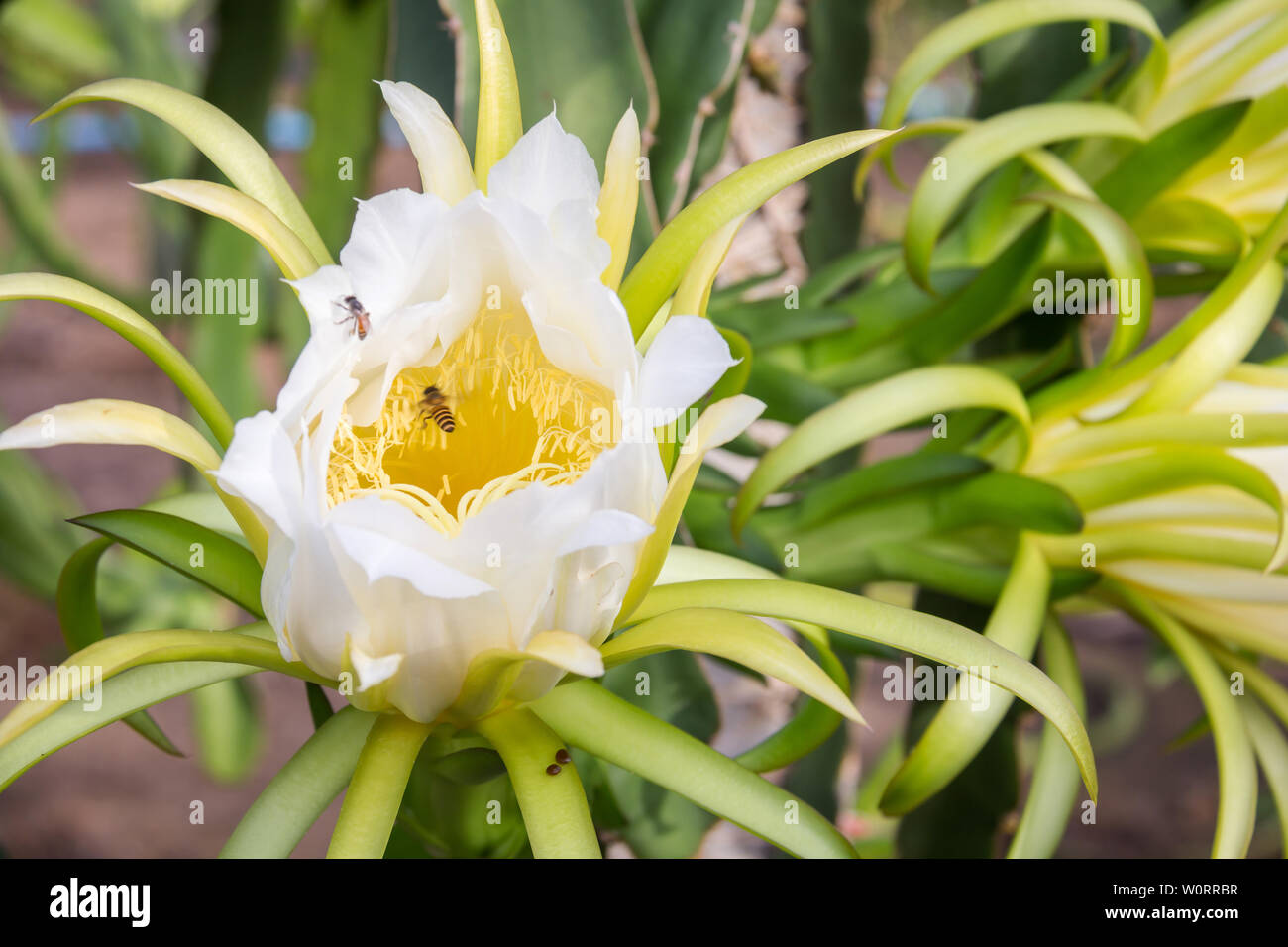 Dragon flower in the garden Stock Photo - Alamy