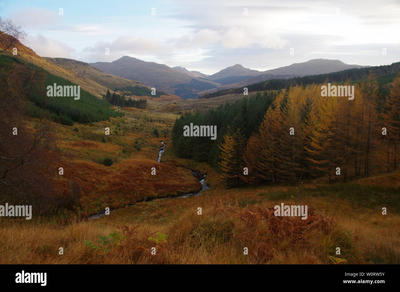 The Loch Lomond and Cowal Way. Cowal peninsula. Highlands. Scotland. UK ...