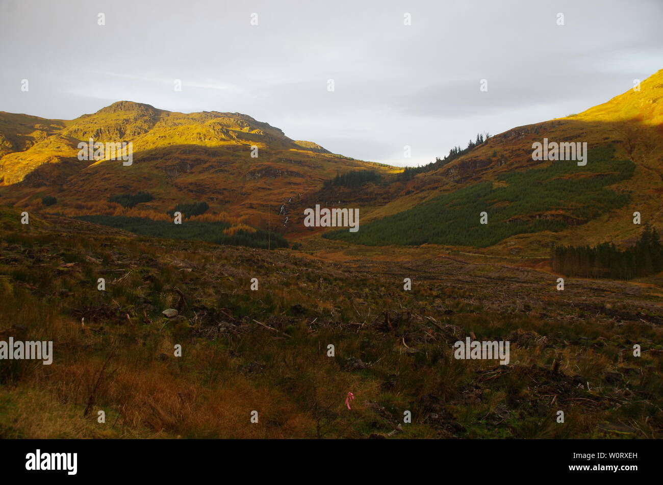 The Loch Lomond and Cowal Way. Cowal peninsula. Highlands. Scotland. UK ...