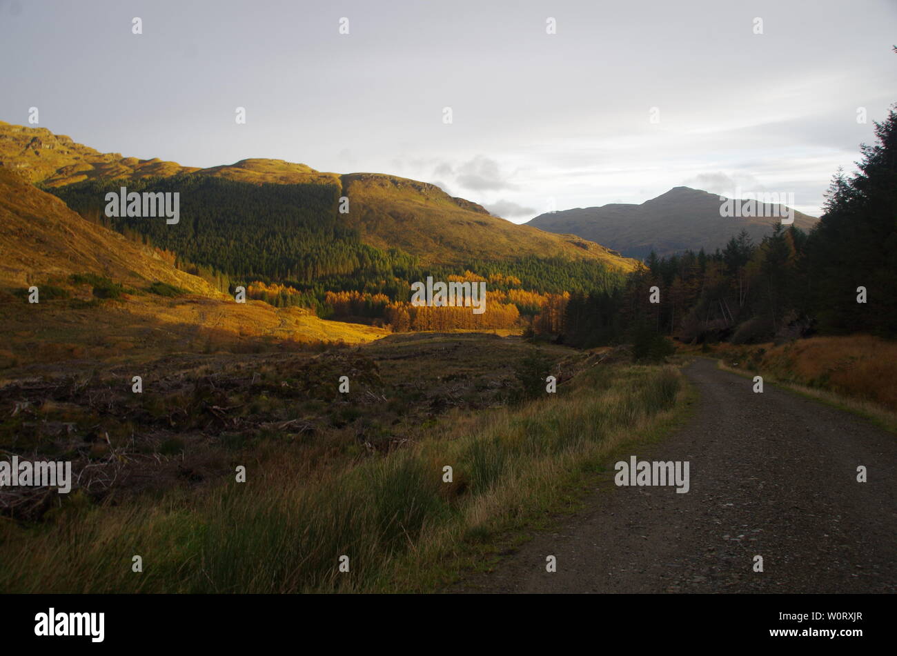 The Loch Lomond and Cowal Way. Cowal peninsula. Highlands. Scotland. UK ...