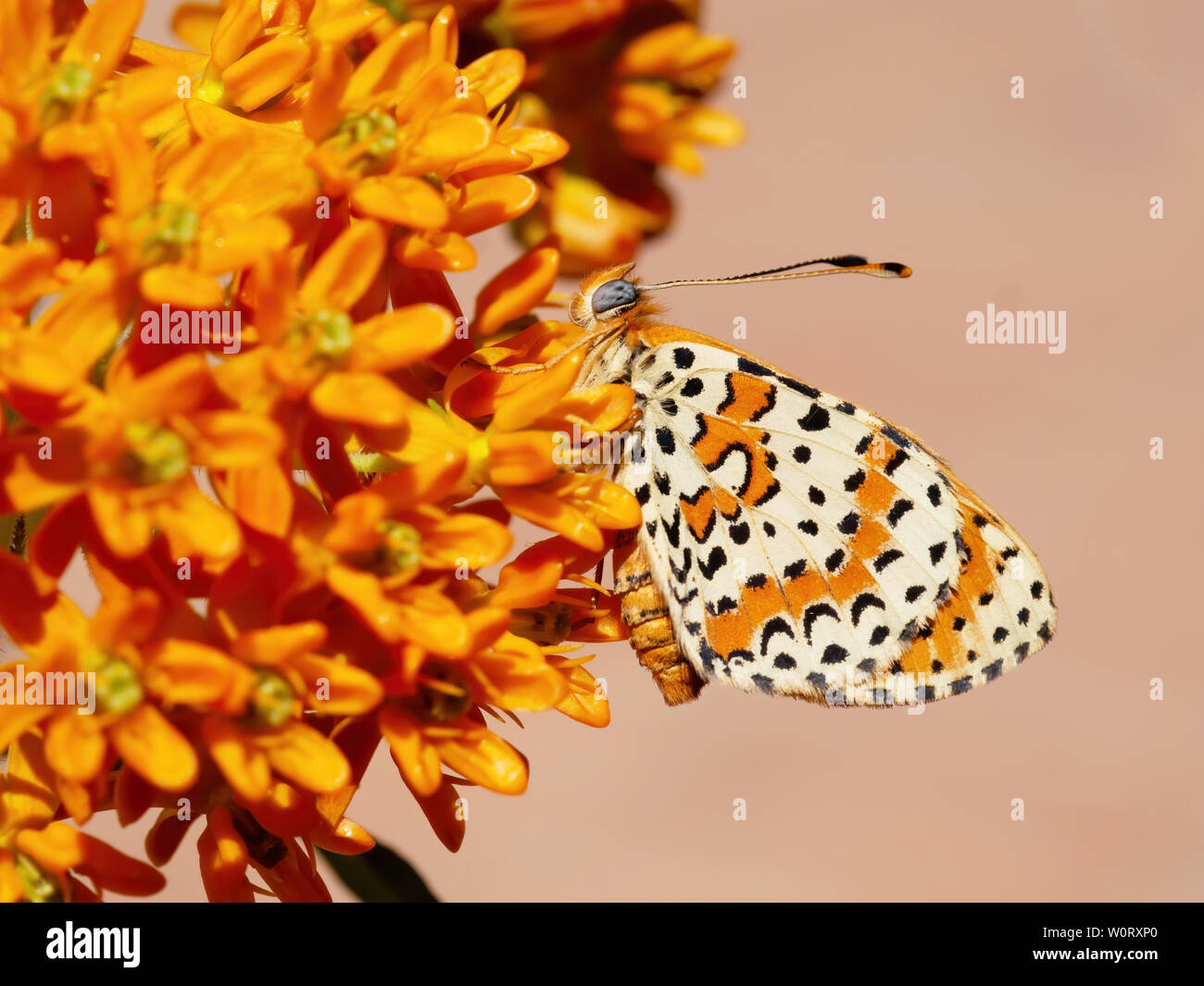 Spotted aka Red band fritillary butterfly, Melitaea didyma, just ...