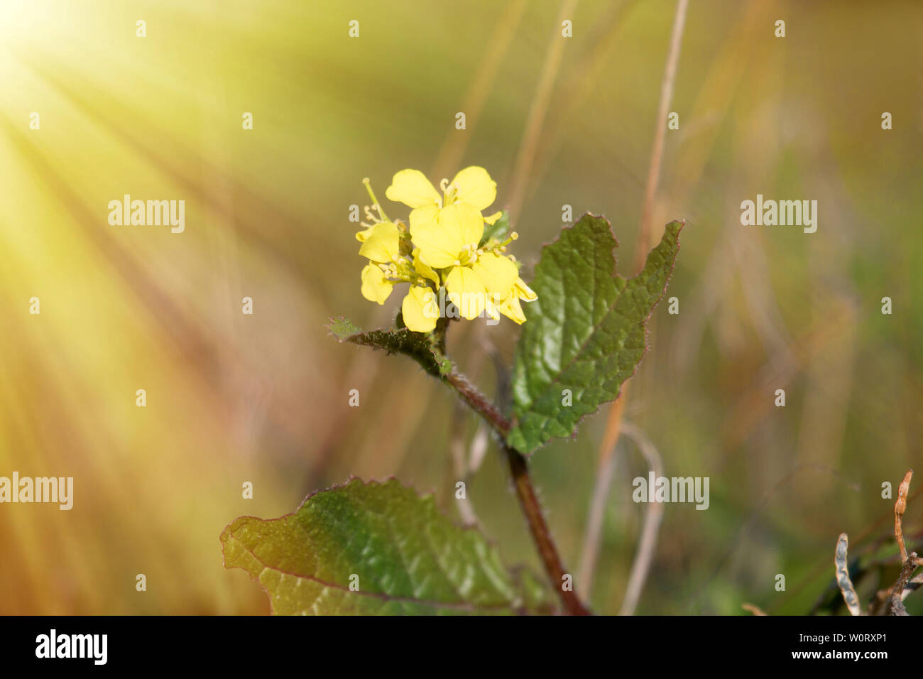 Separation from smb hi-res stock photography and images - Alamy