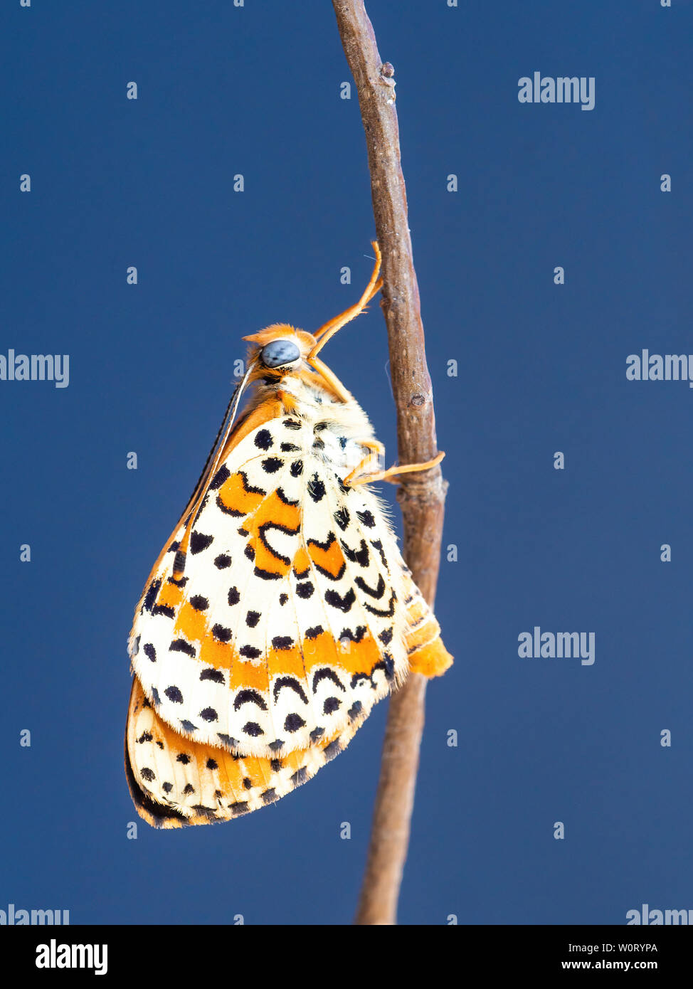 Spotted aka Red band fritillary butterfly, Melitaea didyma, just ...