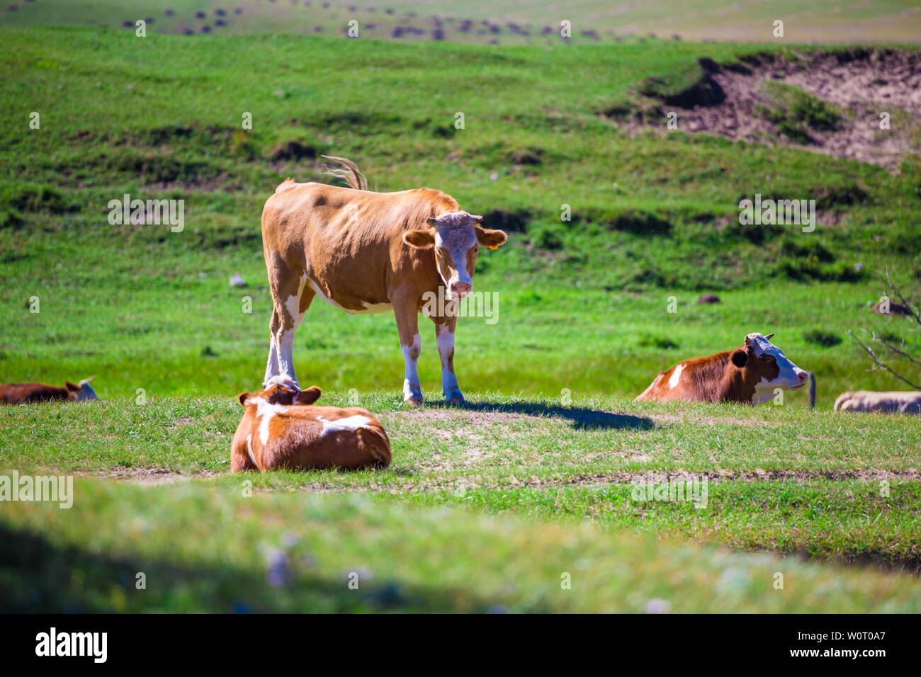 Agriculture farm farm, livestock, lawn, dry meadow, grazing, livestock ...