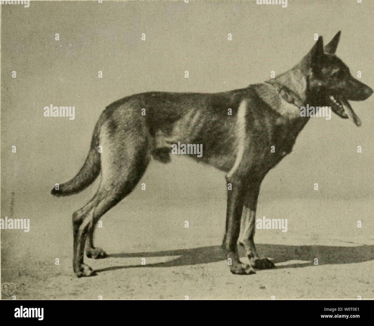 Kruppe hi-res stock photography and images - Alamy