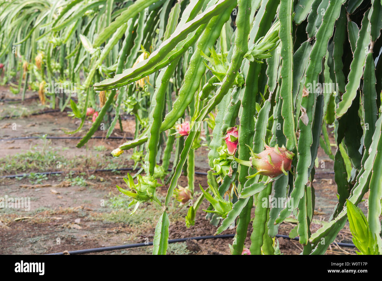 Dragon fruit,Pitaya on tree Stock Photo - Alamy
