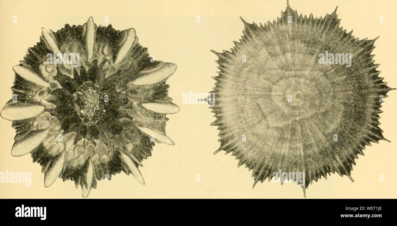 Pheronema carpenteri hi-res stock photography and images - Alamy