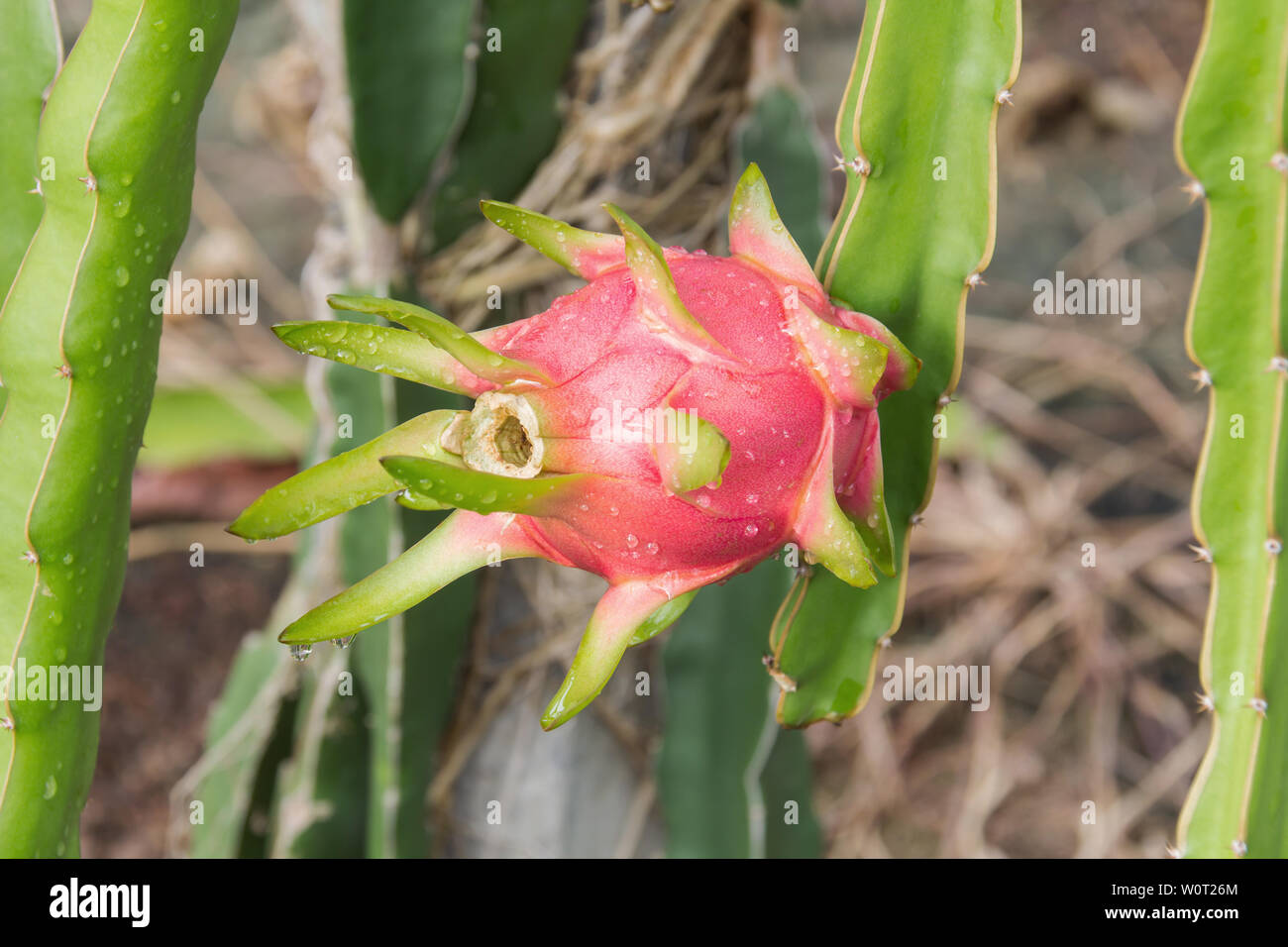 Dragon fruit,Pitaya on tree Stock Photo - Alamy