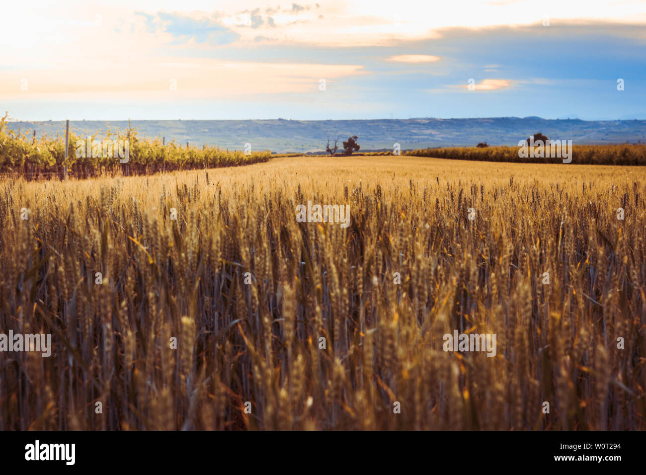 Wheat field background Stock Photo - Alamy