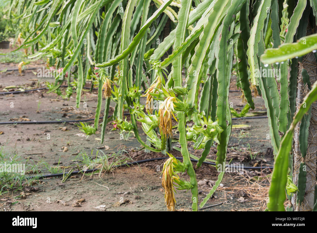 Dragon fruit,Pitaya on tree Stock Photo - Alamy