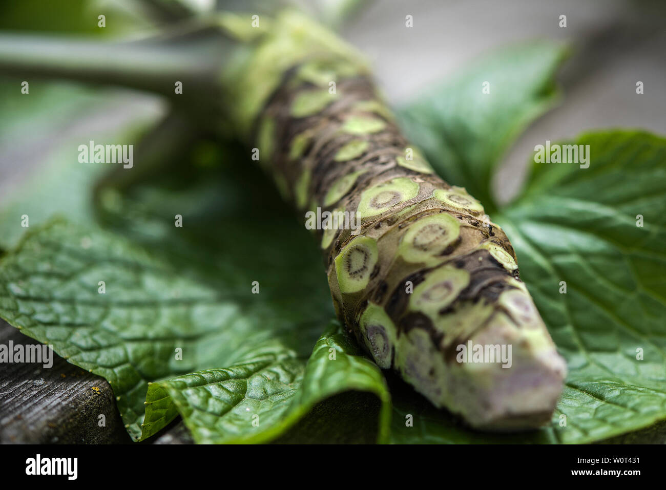 Fresh wasabi root, cleaned and ready for use Stock Photo - Alamy