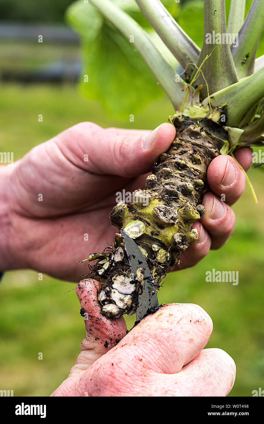 Fresh wasabi hi-res stock photography and images - Alamy