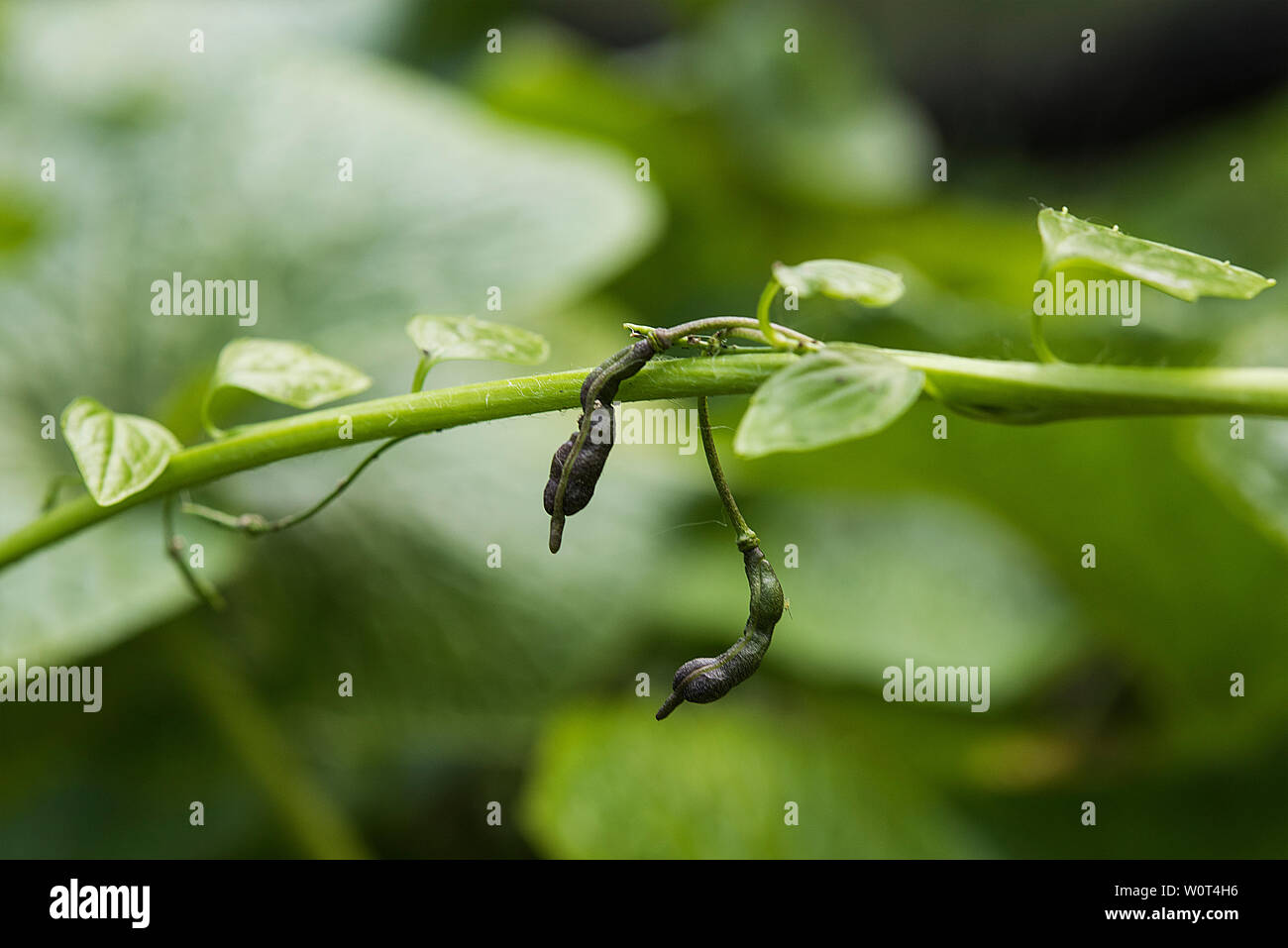 Wasabi plant hi-res stock photography and images - Alamy