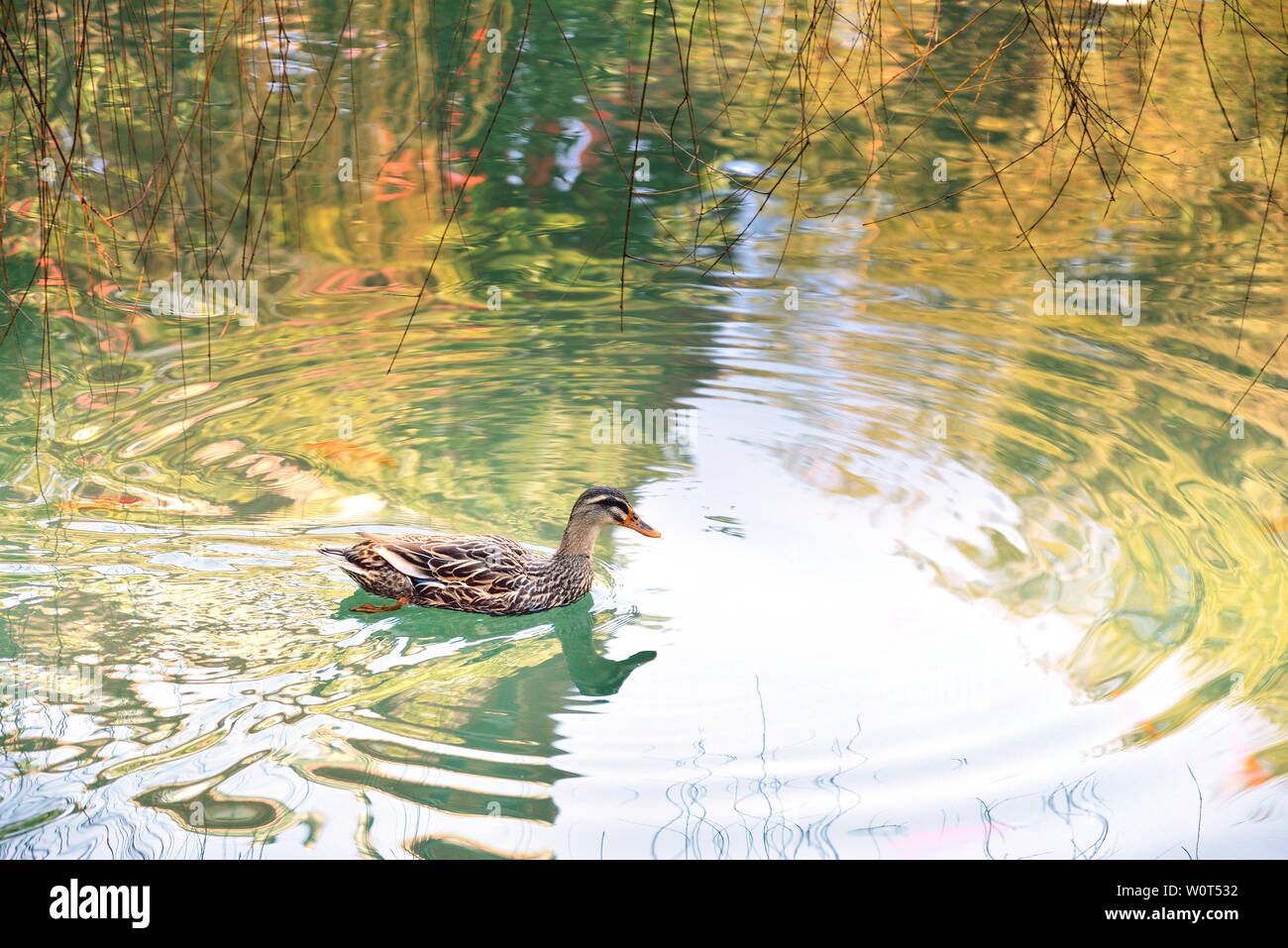 Duck in the water Stock Photo - Alamy