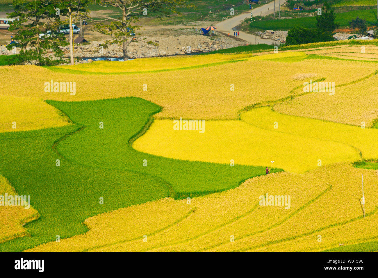 Beauty of ripen rice terraces in harvest time. Location: Mu Cang Chai ...