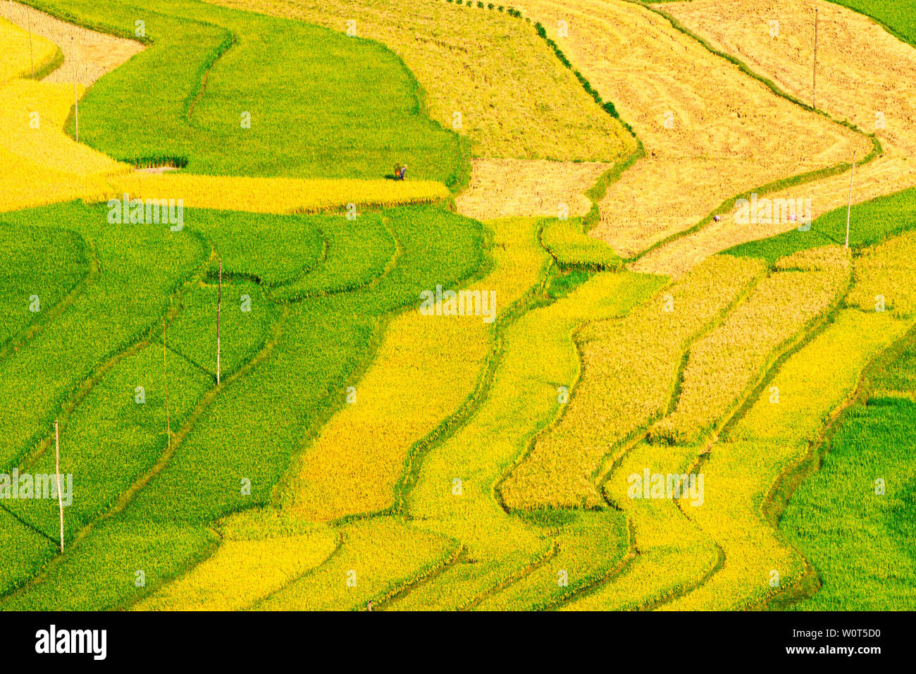 Beauty of ripen rice terraces in harvest time. Location: Mu Cang Chai ...
