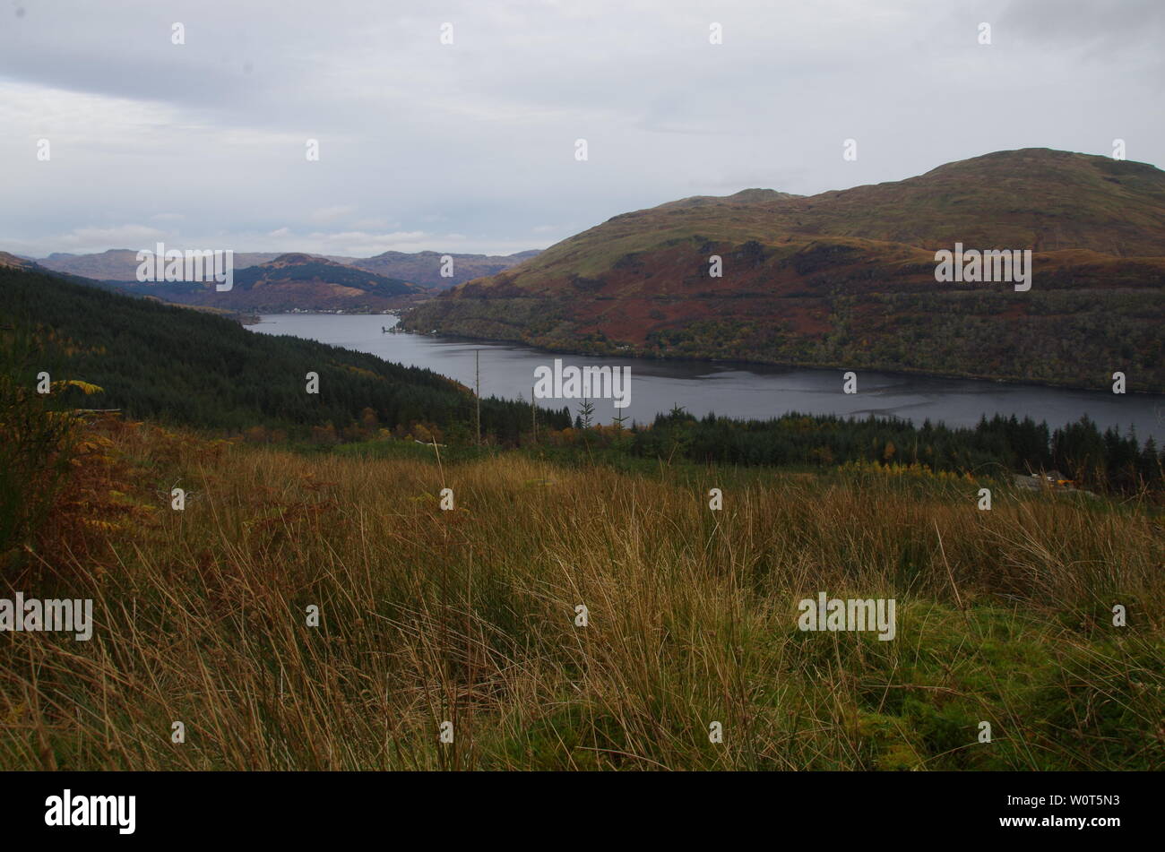 The Loch Lomond and Cowal Way. Cowal peninsula. Highlands. Scotland. UK ...