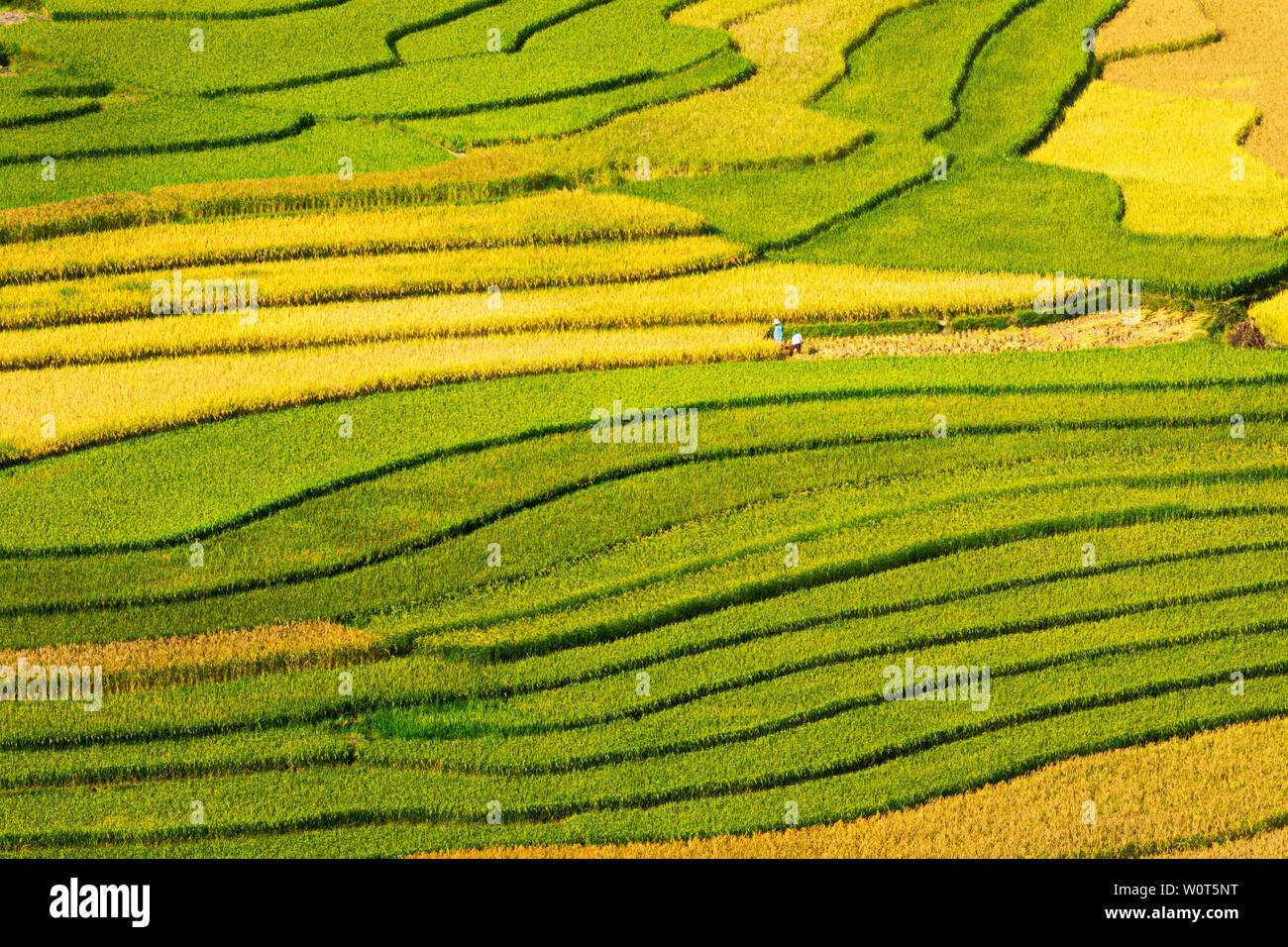 Beauty of ripen rice terraces in harvest time. Location: Mu Cang Chai ...