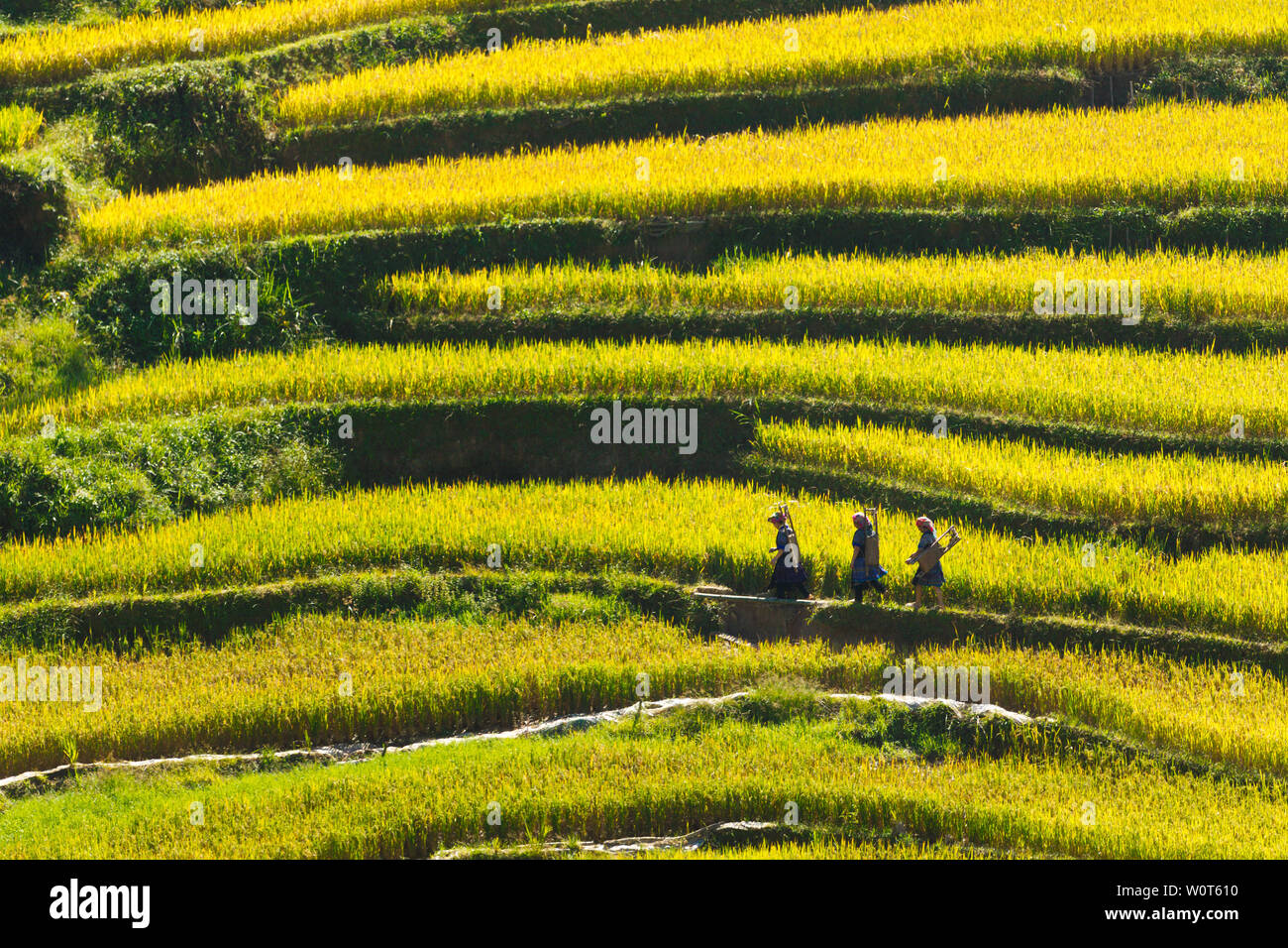 Beauty of ripen rice terraces in harvest time. Location: Mu Cang Chai ...