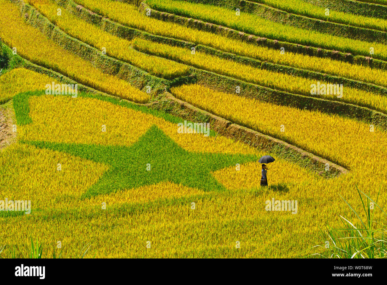Beauty of ripen rice terraces in harvest time. Location: Mu Cang Chai ...