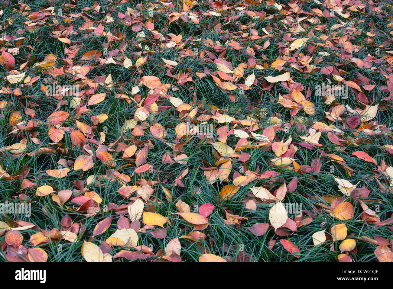 Fall leaves scattering hi-res stock photography and images - Alamy