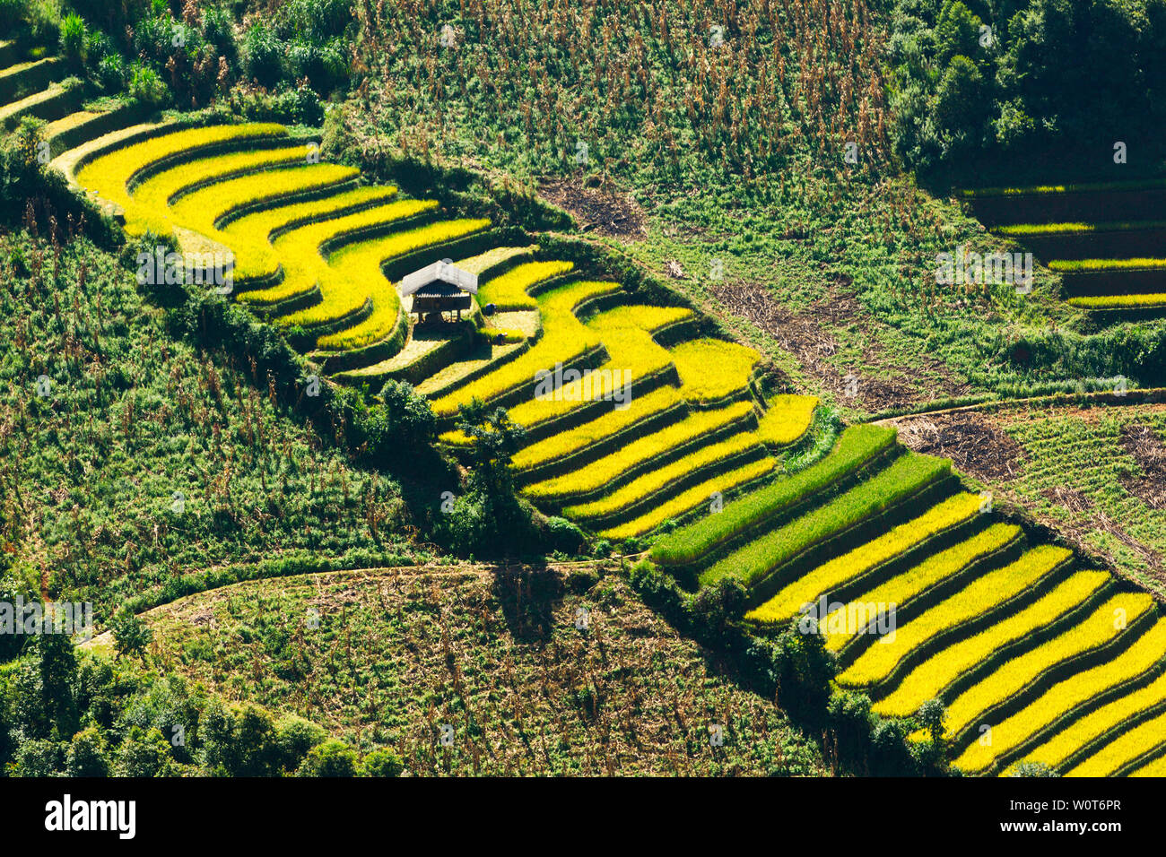 Beauty of ripen rice terraces in harvest time. Location: Mu Cang Chai ...
