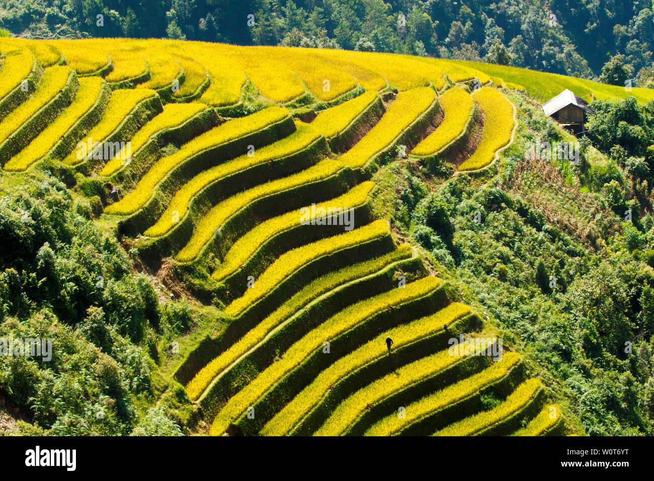 Beauty of ripen rice terraces in harvest time. Location: Mu Cang Chai ...