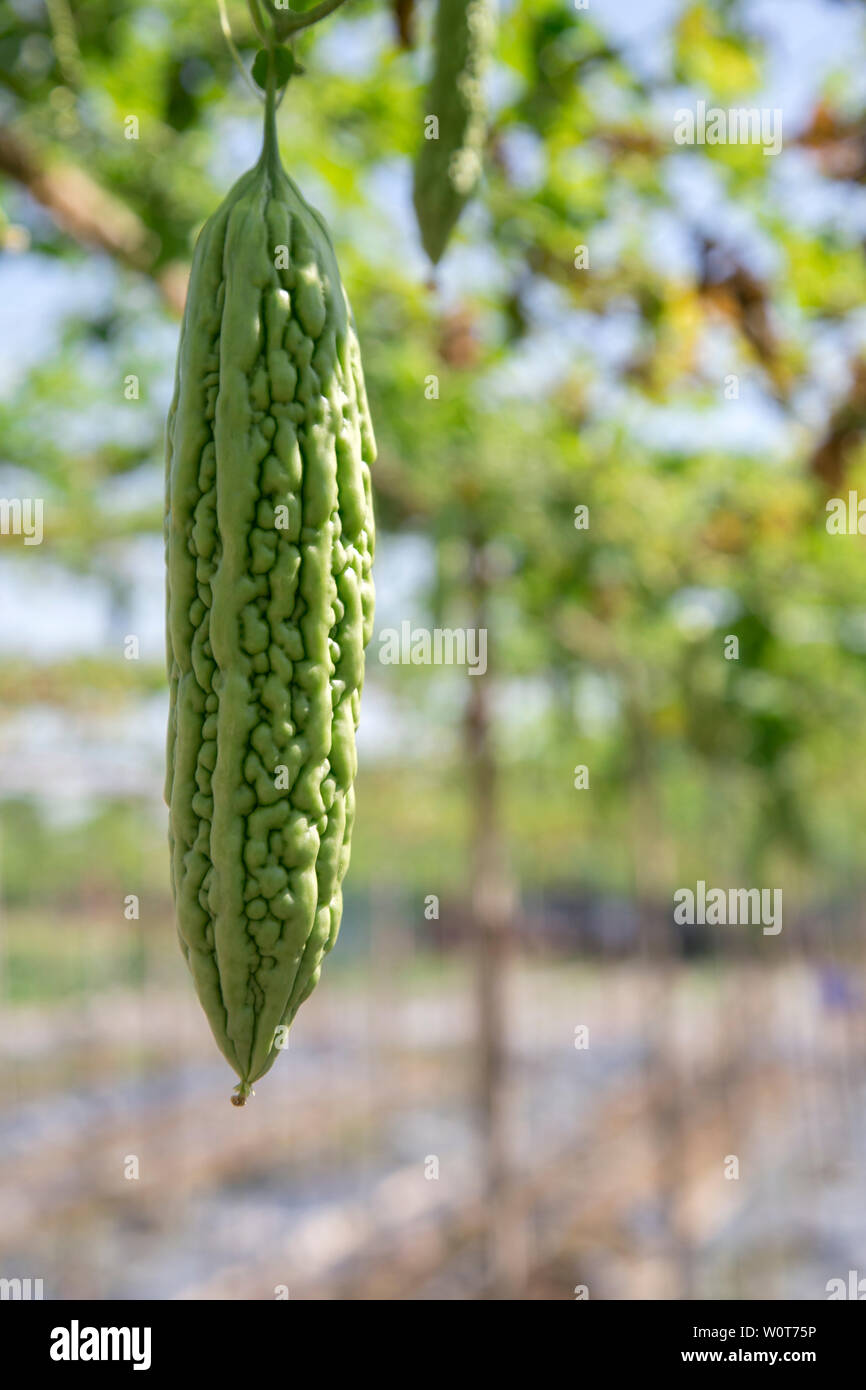 Modern planting technology of cold melon Stock Photo - Alamy