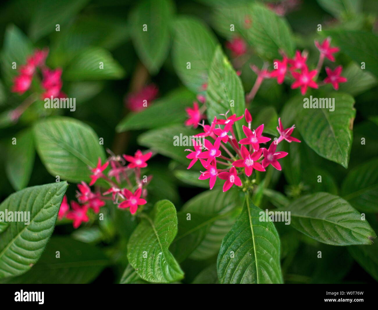 Small starry flowers hi-res stock photography and images - Alamy