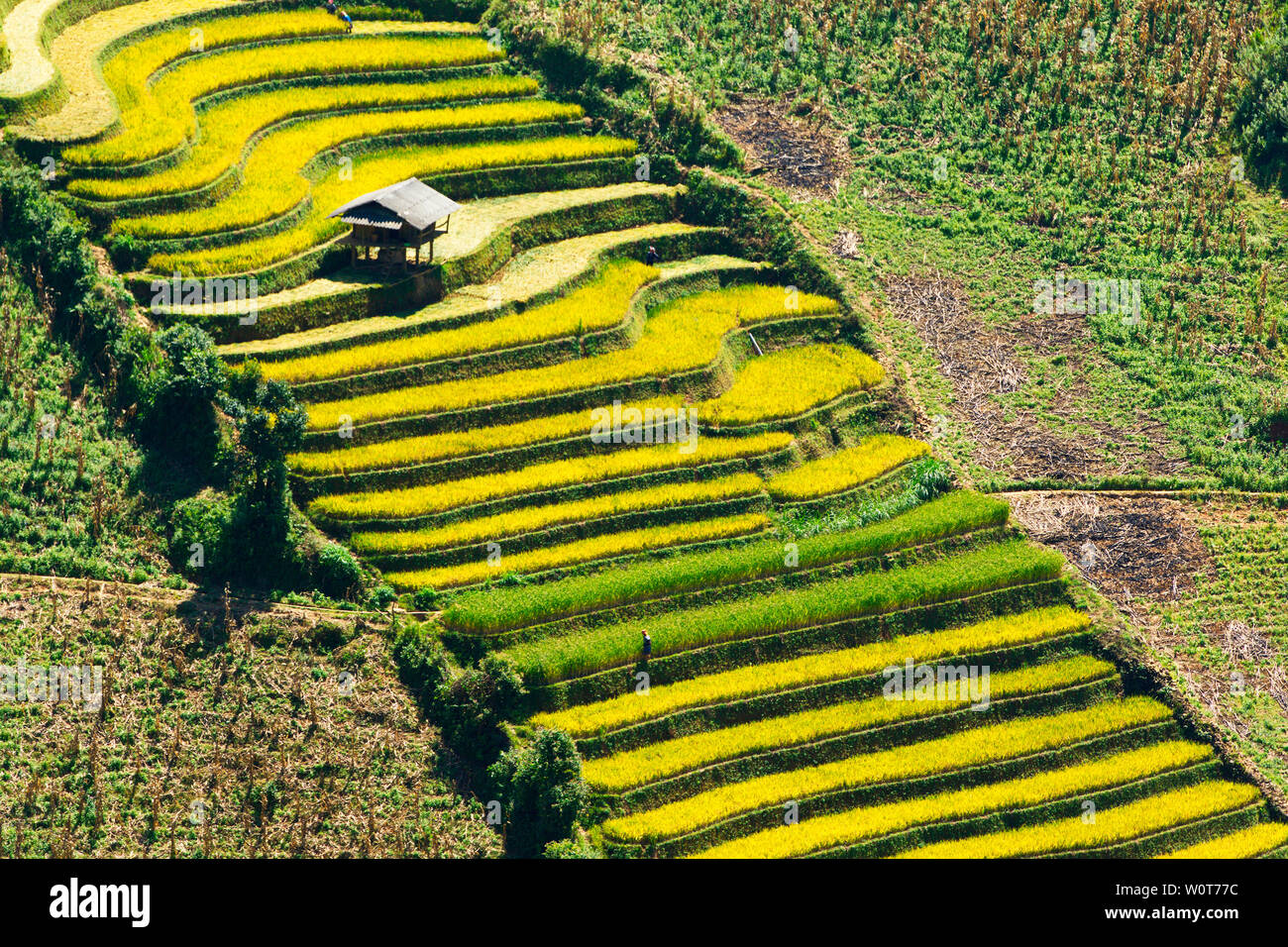 Beauty of ripen rice terraces in harvest time. Location: Mu Cang Chai ...
