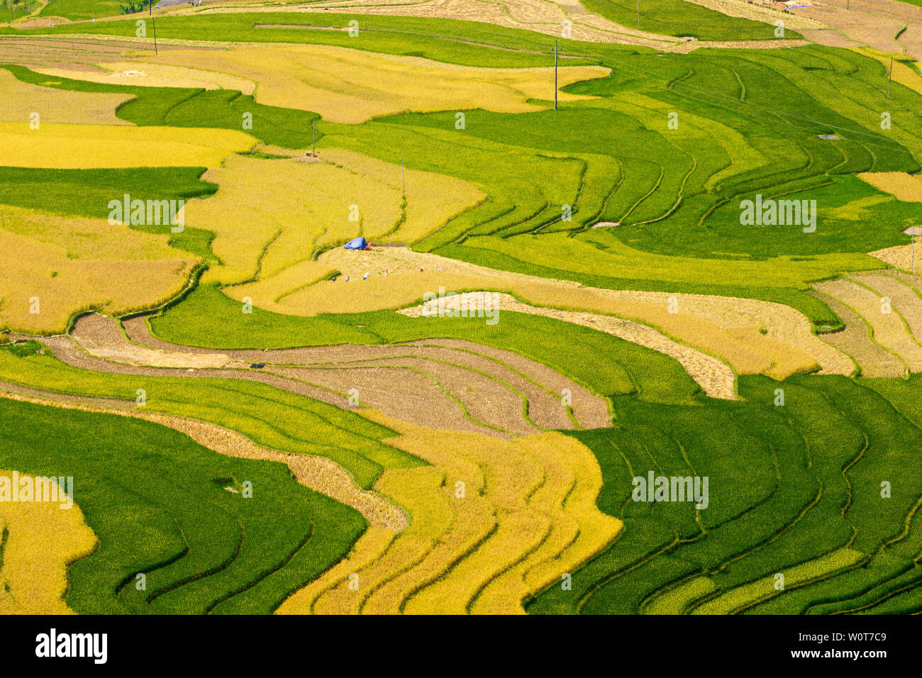 Beauty of ripen rice terraces in harvest time. Location: Mu Cang Chai ...