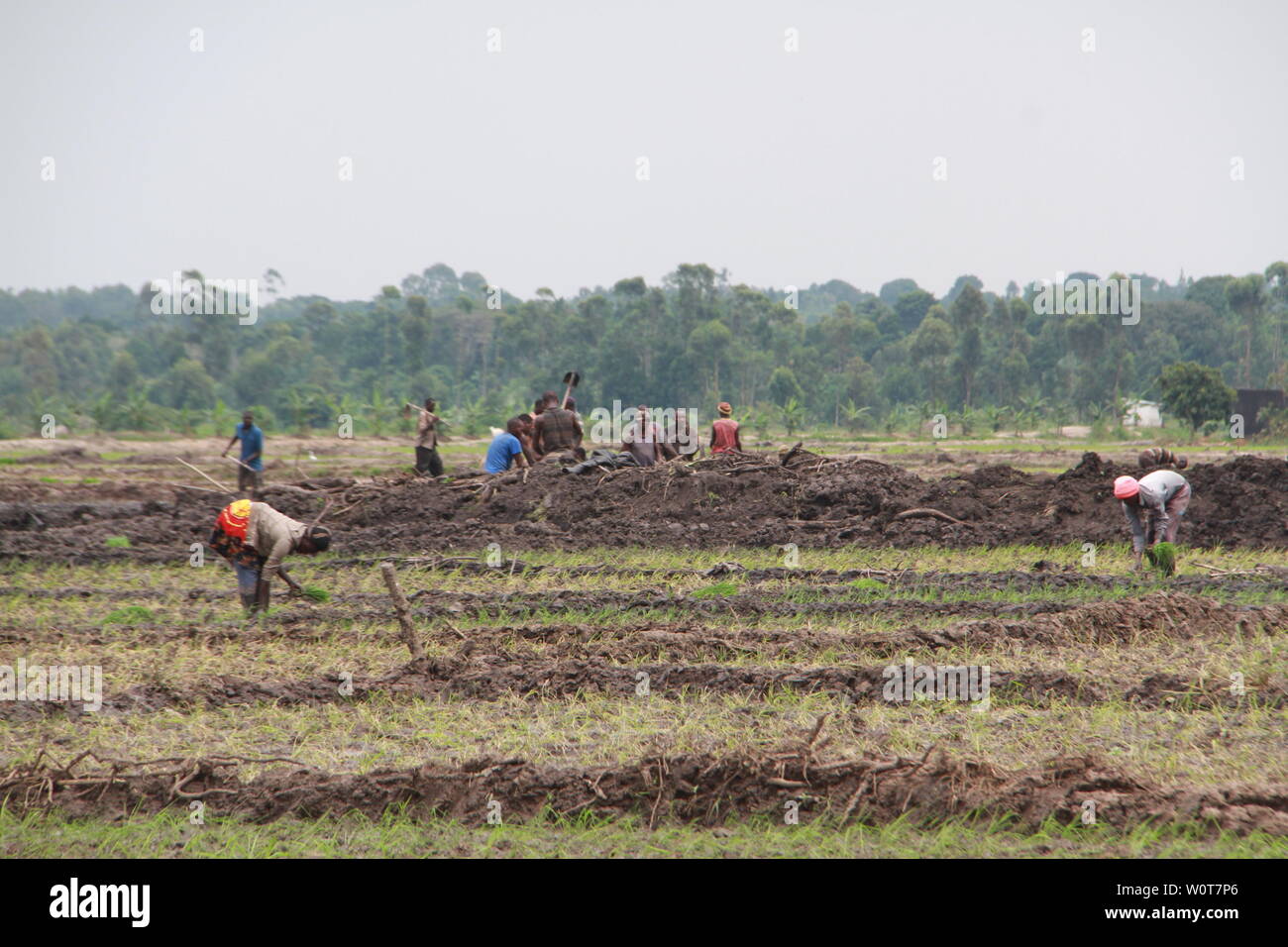 Work on chinese rice fields hi-res stock photography and images - Alamy