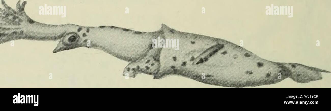 Family architeuthidae hi-res stock photography and images - Alamy