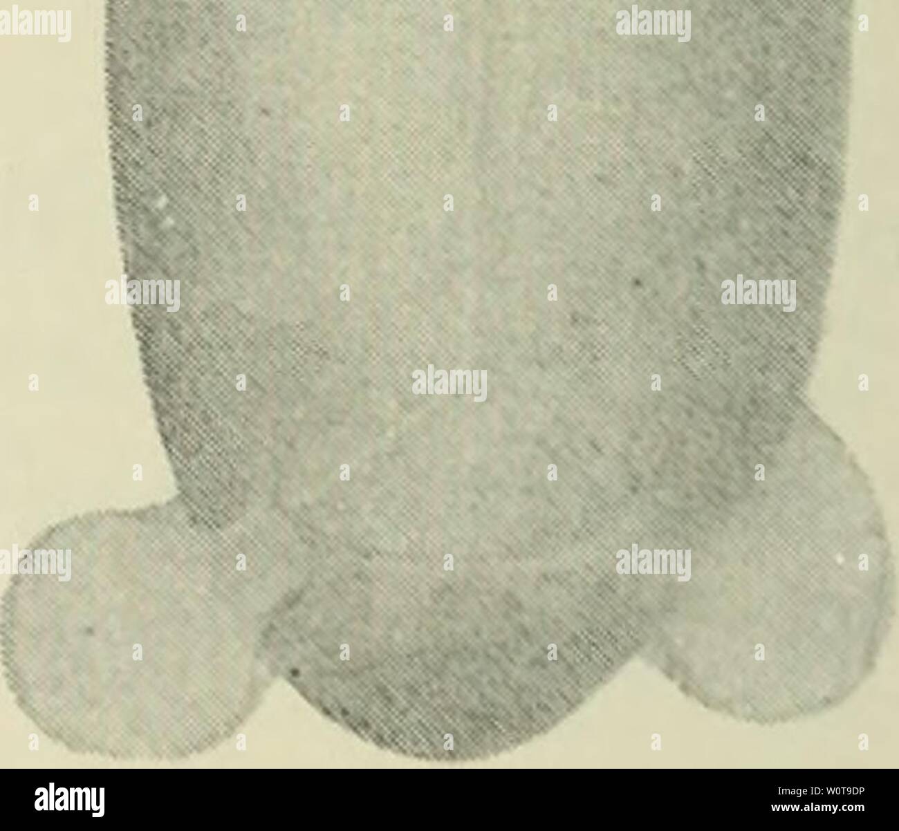 Archive image from page 631 of The depths of the ocean;. The depths of ...