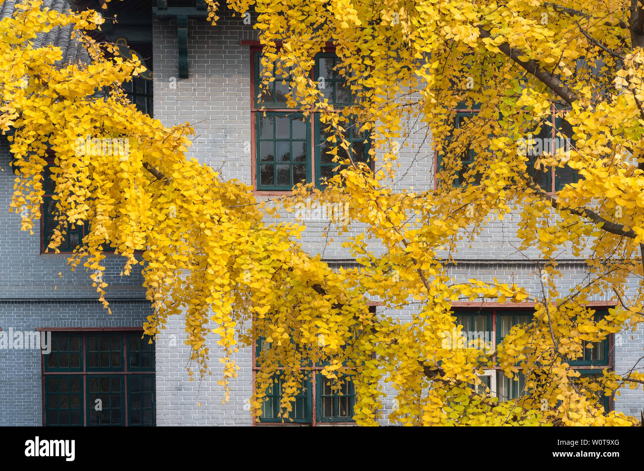 Autumn View of Sichuan University Campus Stock Photo - Alamy