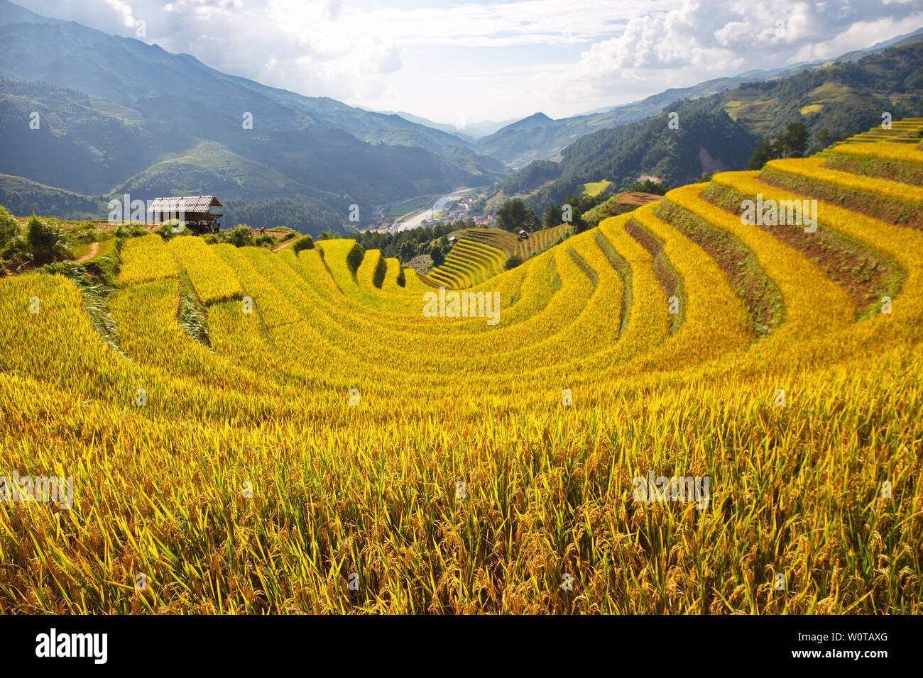 Beauty of ripen rice terraces in harvest time. Location: Mu Cang Chai ...