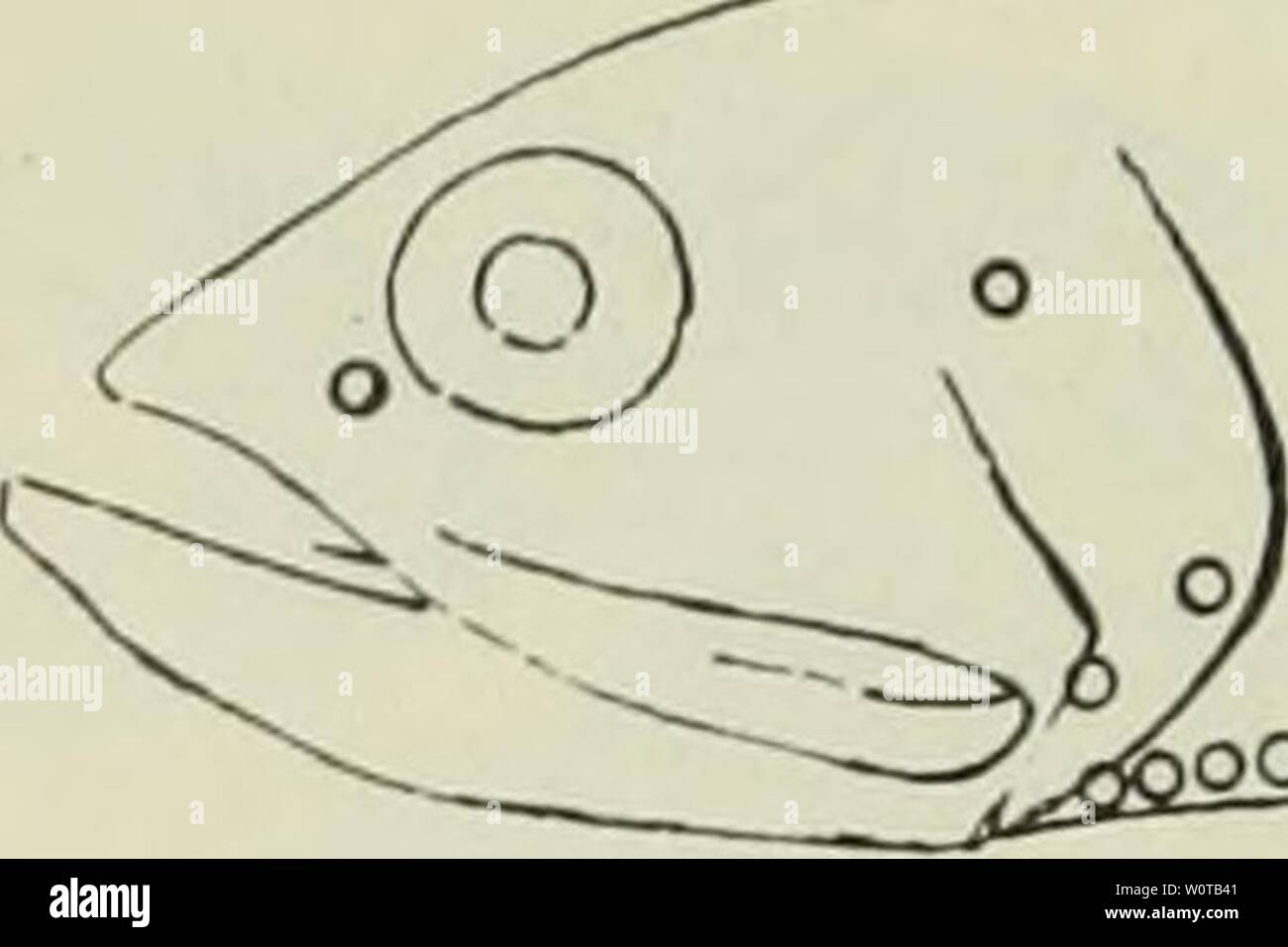 Archive image from page 641 of The depths of the ocean;. The depths of ...