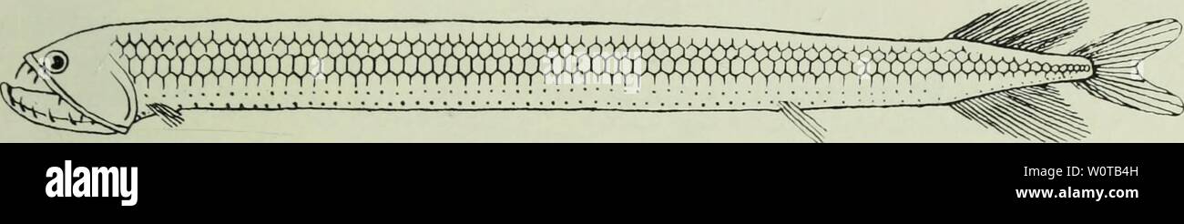 Laterally compressed hi-res stock photography and images - Alamy
