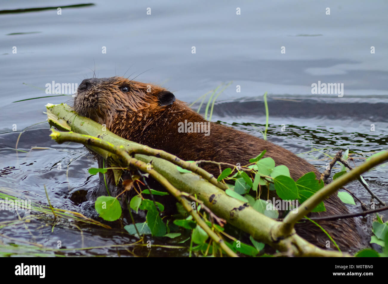 Closeup photo of beaver carrying a branch in the lake, Tripple lakes ...