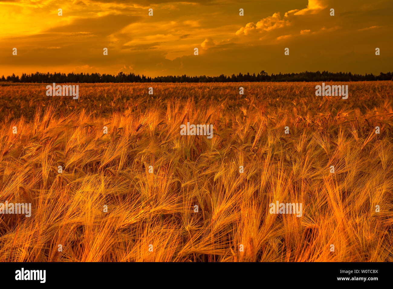 Dry wheat field, drought condintions with heat Stock Photo - Alamy