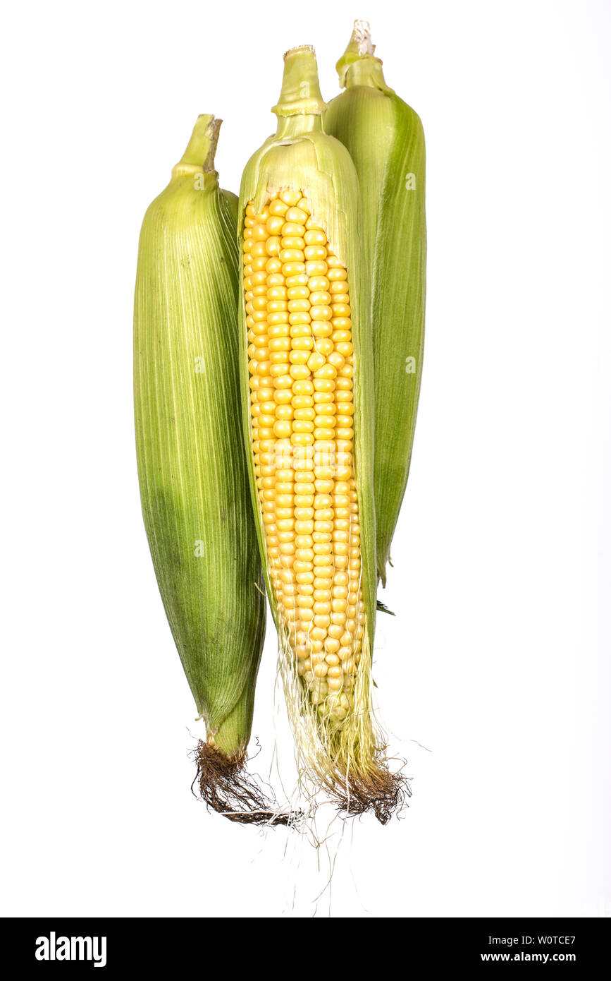 Three corn cobs, one with the kernels showing, on a white background ...