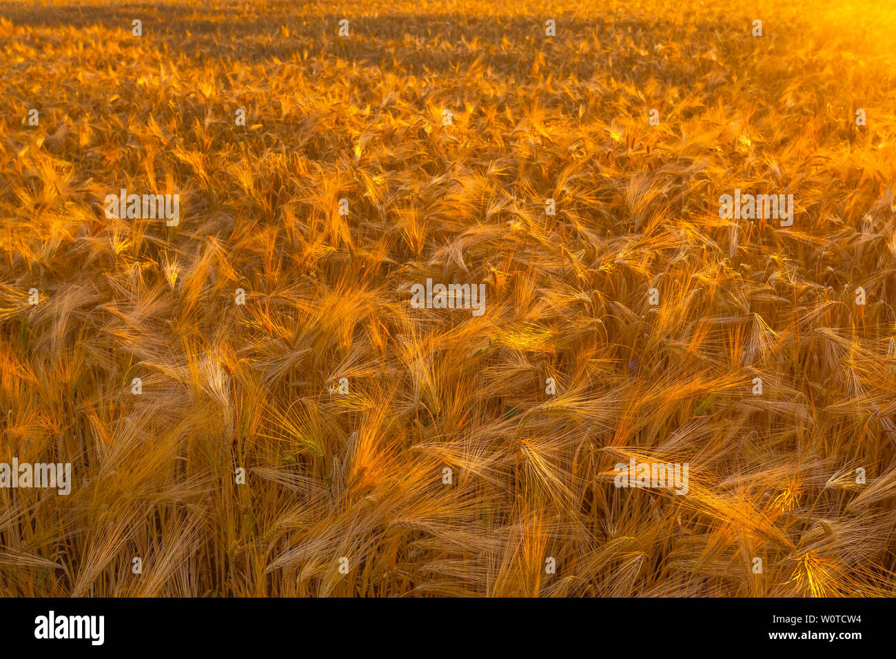 Dry wheat field, drought condintions with heat Stock Photo - Alamy