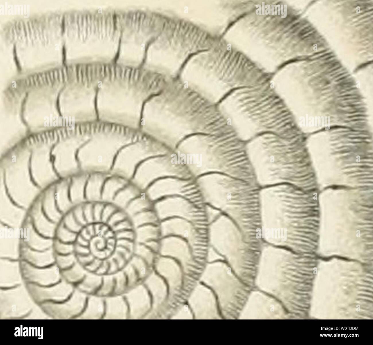 Archive image from page 657 of Description géologique de Java et ...