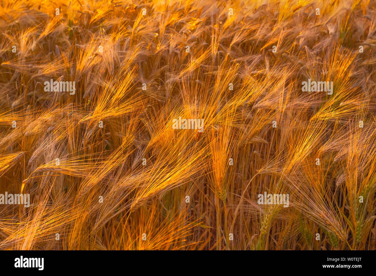 Dry wheat field, drought condintions with heat Stock Photo - Alamy