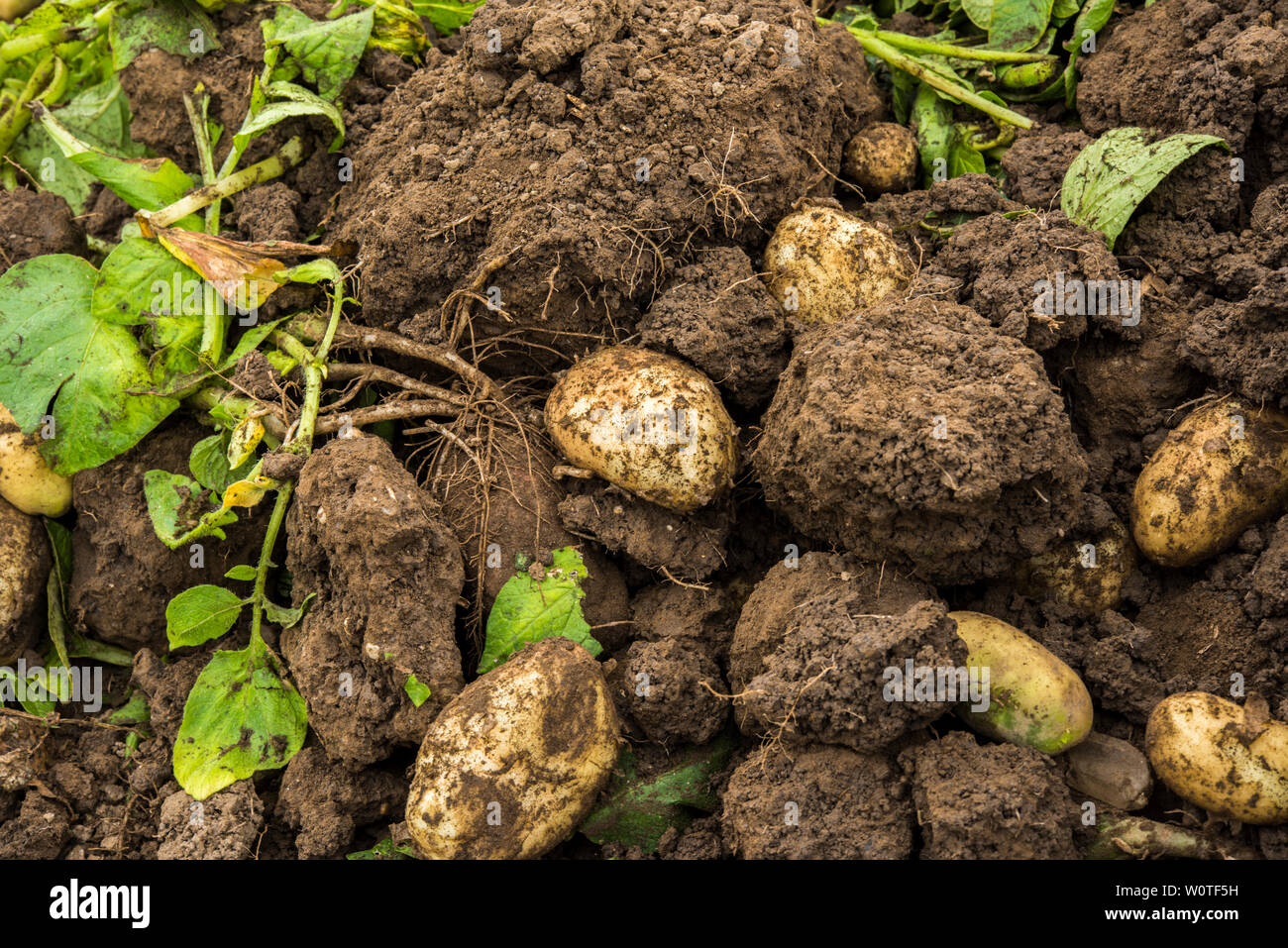Early potatoes hi-res stock photography and images - Alamy
